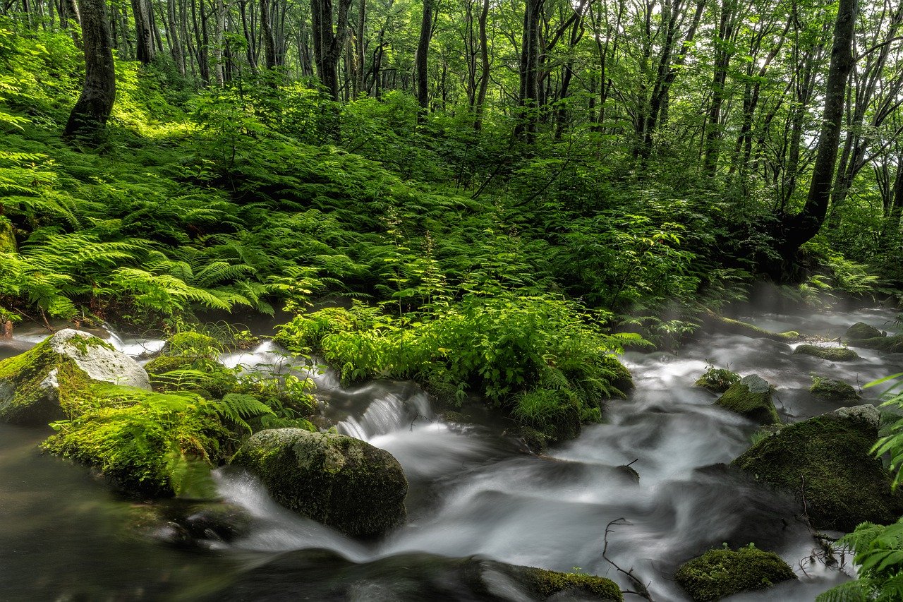 【白神山地】東アジア最大級のブナ林が広がる白神山地 - 世界遺産トラベル